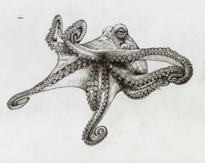 Krake (1) – kunstanstifter DE